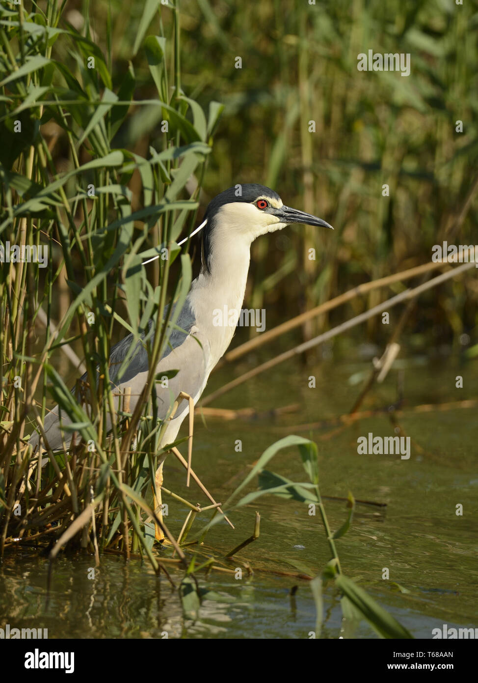black-crowned night heron, Nycticorax nycticorax Stock Photo - Alamy