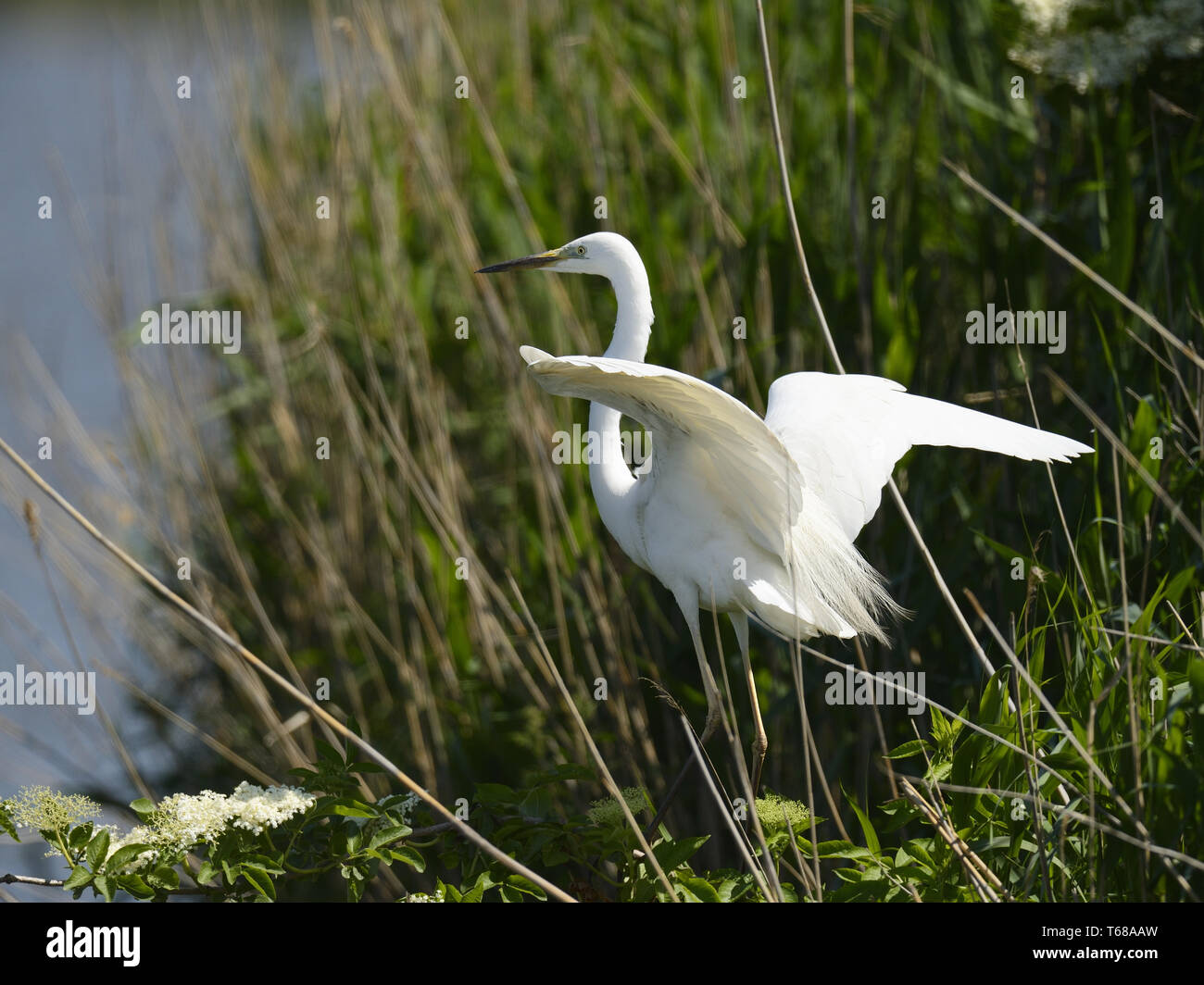 Great egret, Adrea Alba Stock Photo - Alamy