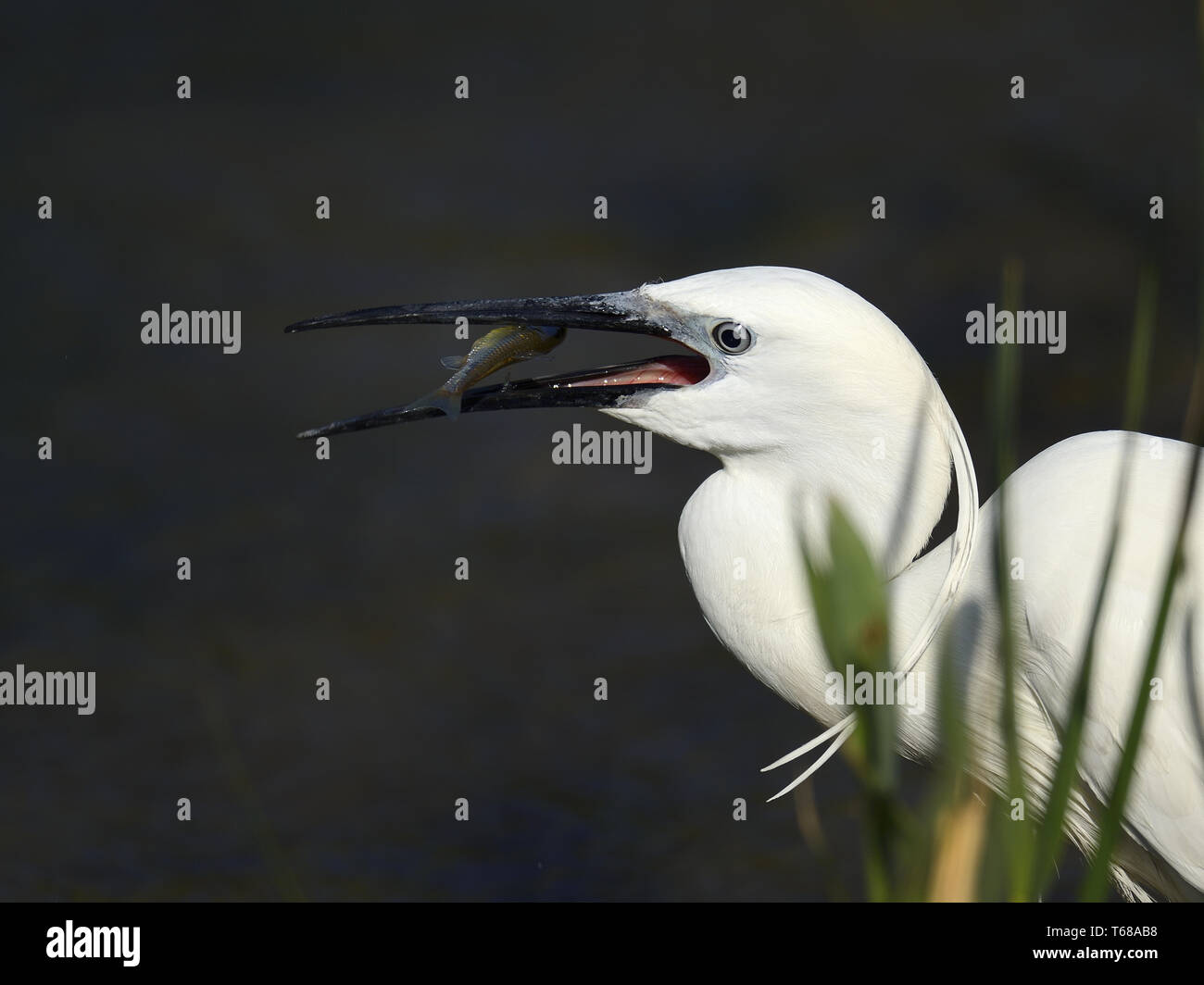 Great egret, Adrea Alba Stock Photo - Alamy