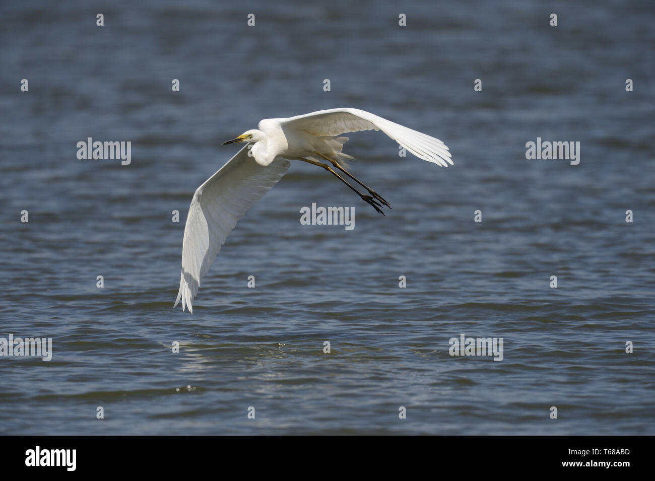 Great egret, Adrea Alba Stock Photo - Alamy