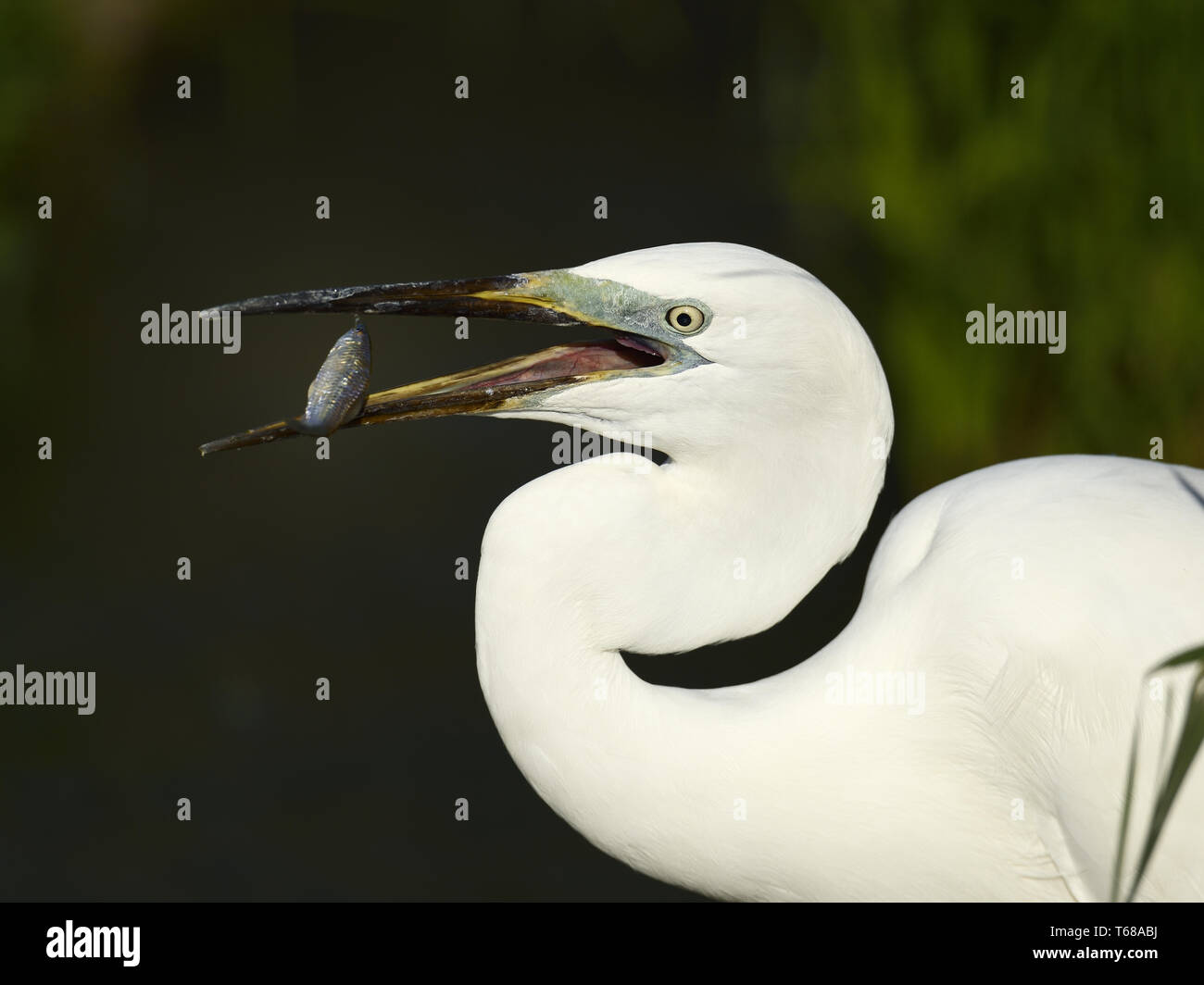 Great egret, Adrea Alba Stock Photo - Alamy