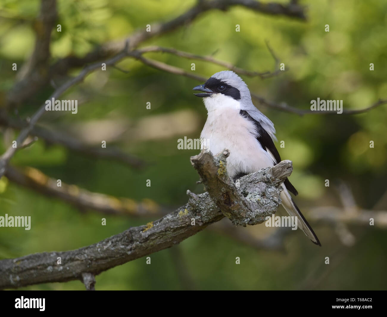 lesser grey shrike, Lanius minor, schwarzstirnwuerger Stock Photo - Alamy