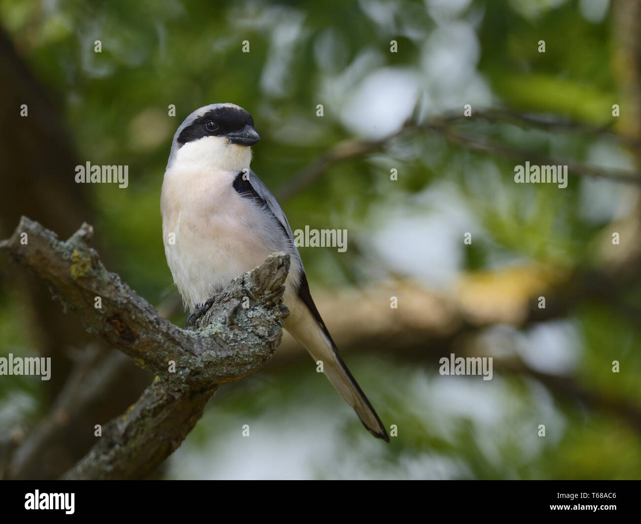 lesser grey shrike, Lanius minor, schwarzstirnwuerger Stock Photo - Alamy