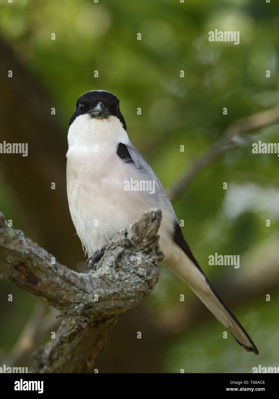 Laniidae High Resolution Stock Photography and Images - Alamy