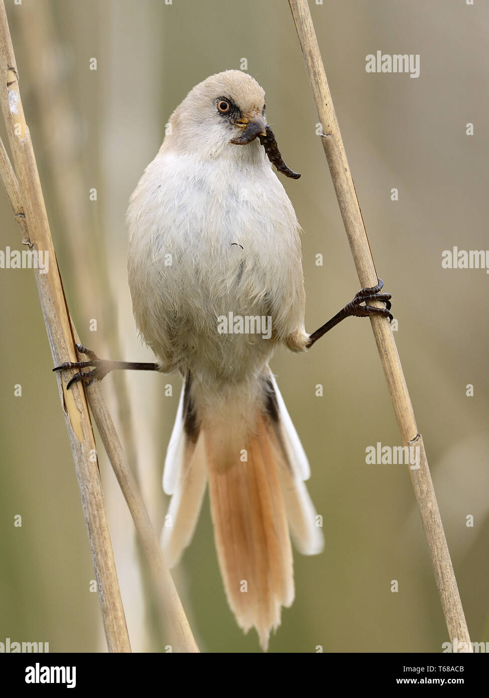 Bearded Reedling, Panurus biarmicus Stock Photo - Alamy