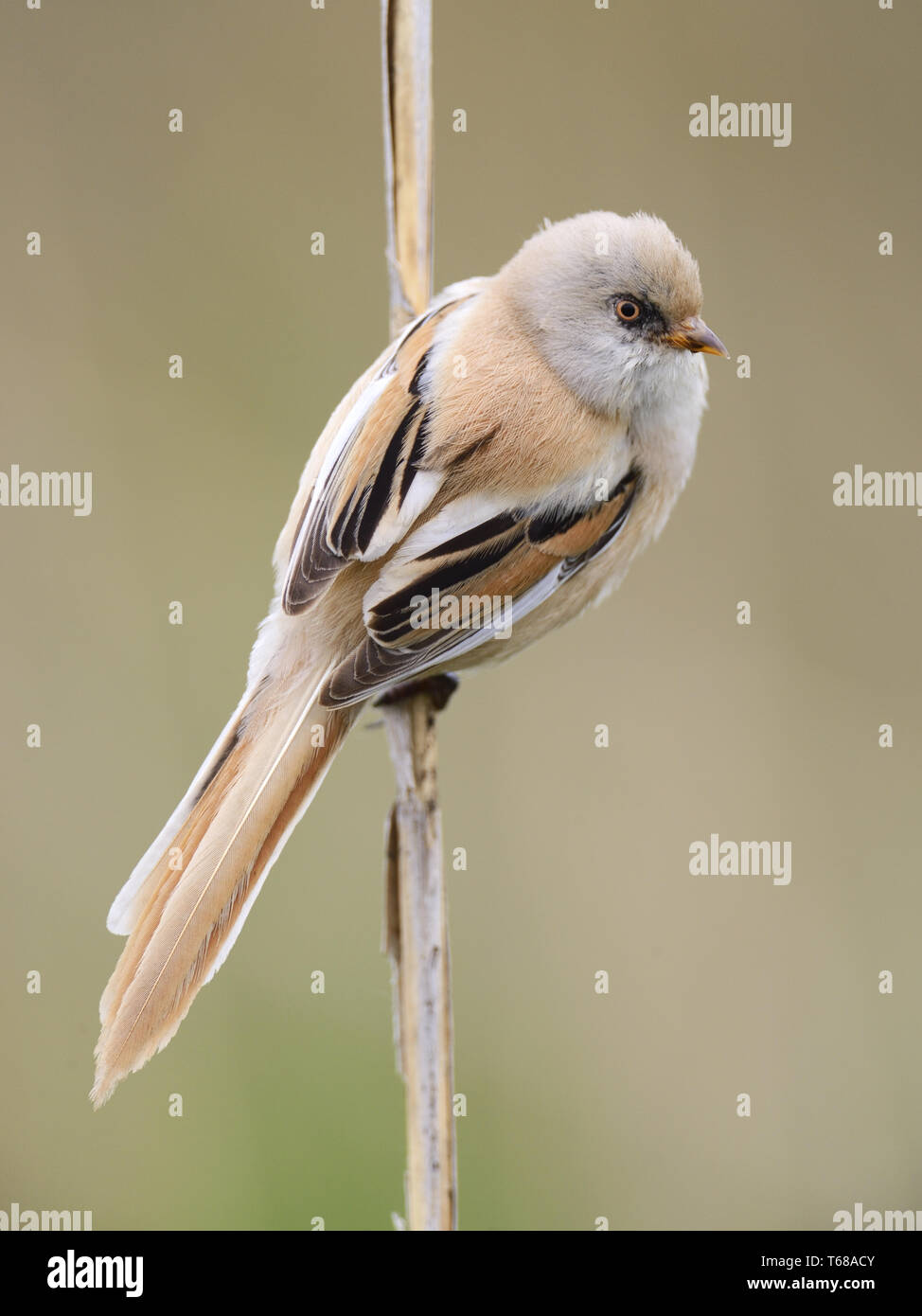 Bearded Reedling, Panurus biarmicus Stock Photo - Alamy