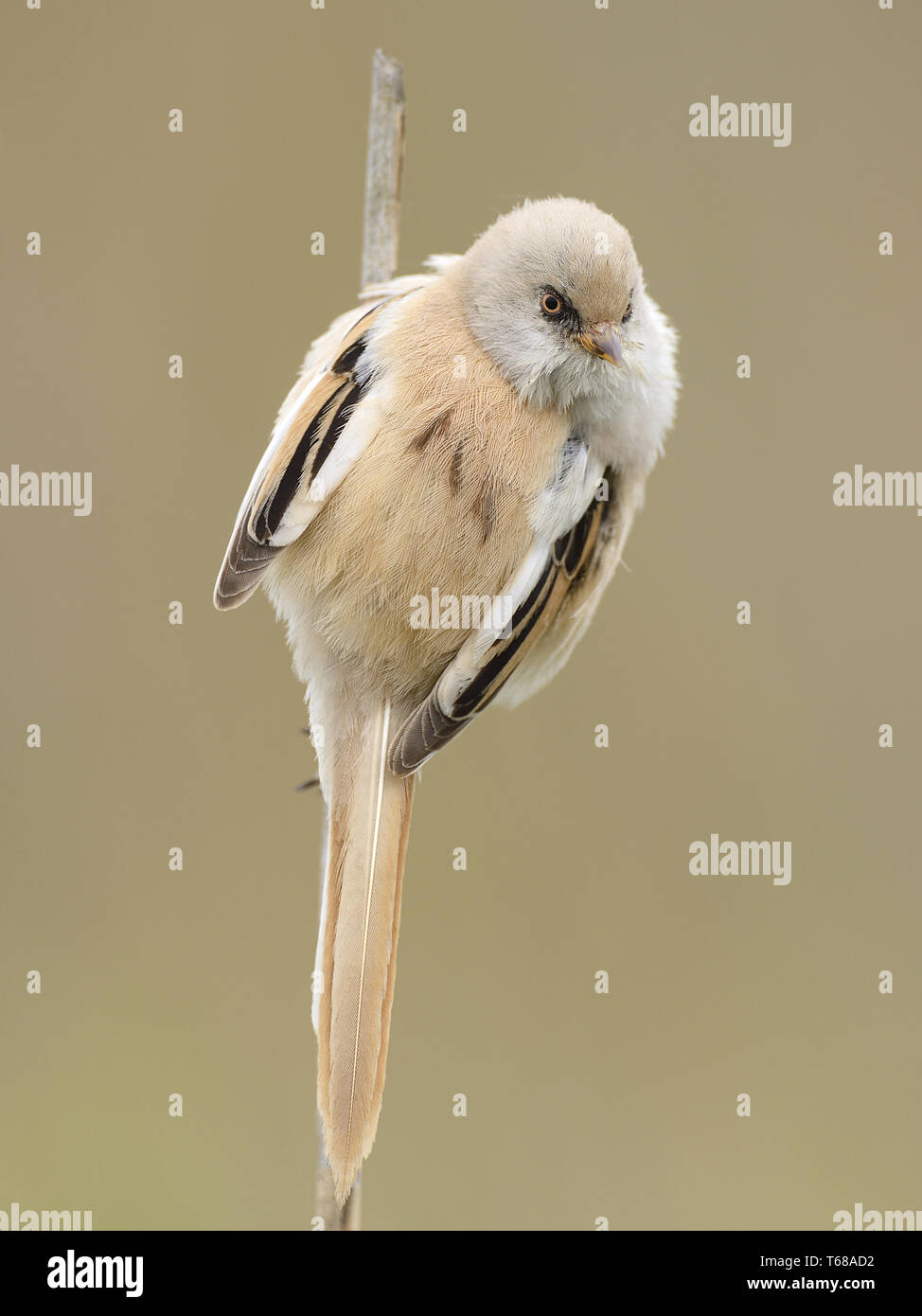 Bearded Reedling, Panurus biarmicus Stock Photo - Alamy