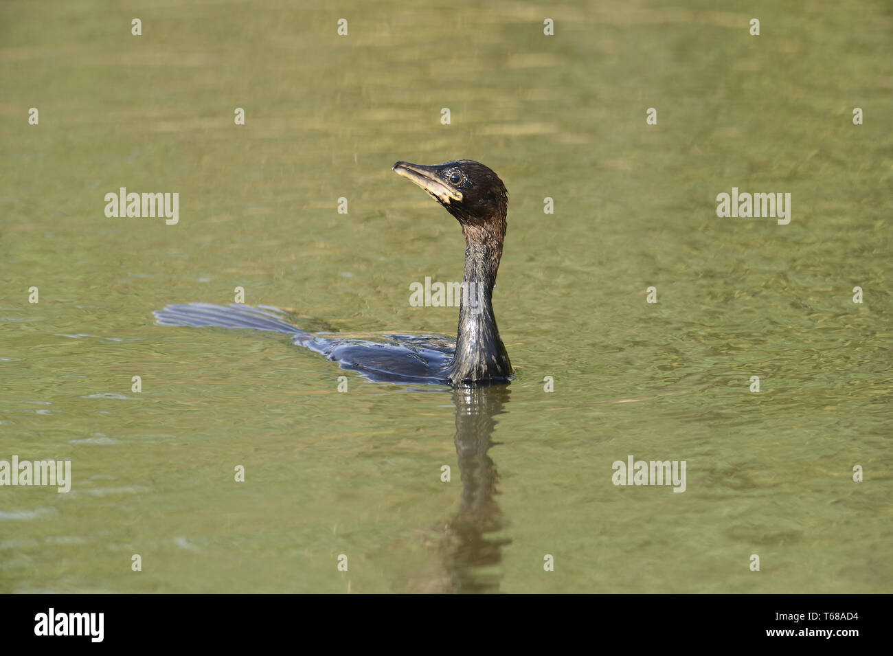 Pygmy Cormorant, Microcarbo pygmaeus Stock Photo - Alamy
