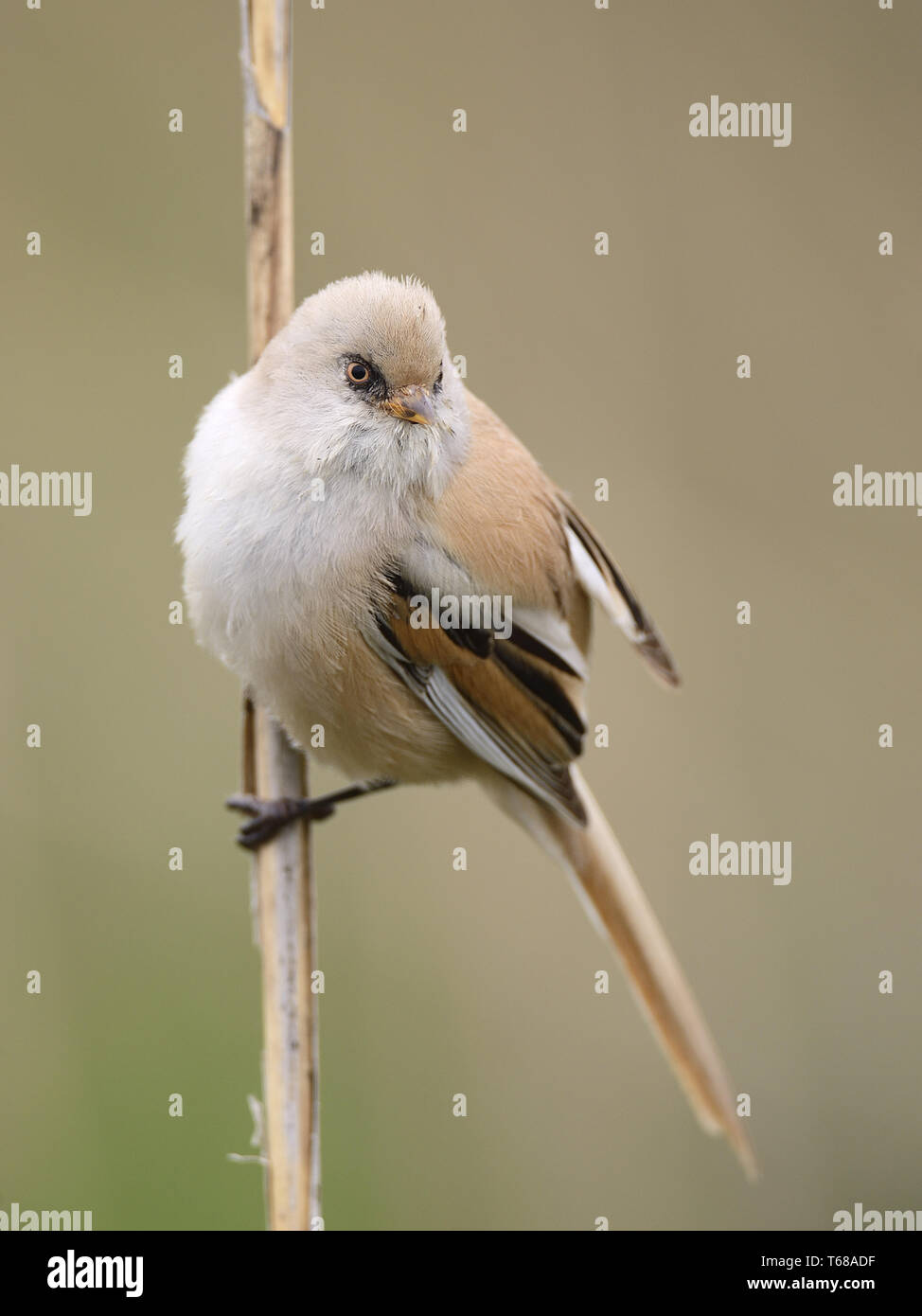 Bearded Reedling, Panurus biarmicus Stock Photo - Alamy