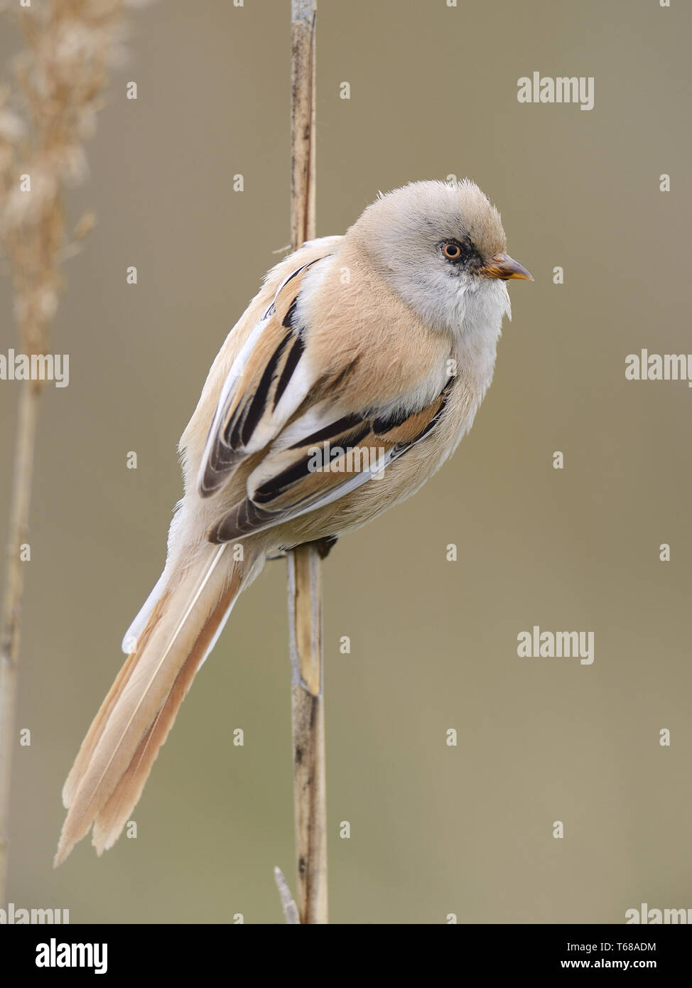 Bearded Reedling, Panurus biarmicus Stock Photo - Alamy