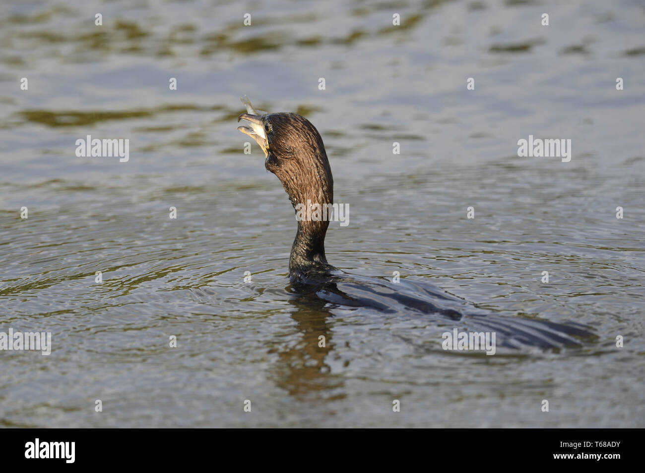 Pygmy Cormorant, Microcarbo pygmaeus Stock Photo - Alamy