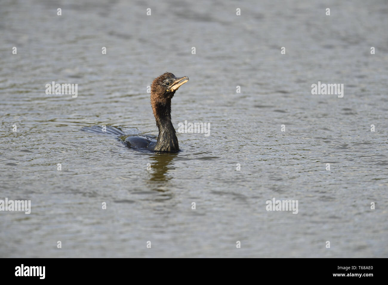 Pygmy Cormorant, Microcarbo pygmaeus Stock Photo - Alamy