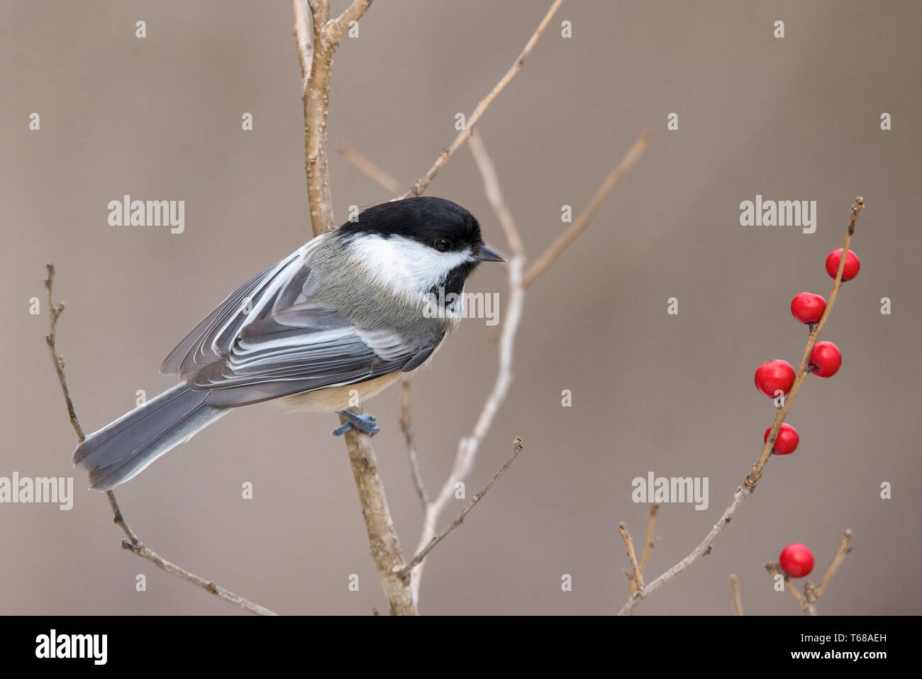 black-capped chickadee, Poecile atricapillus perched on branch with ...