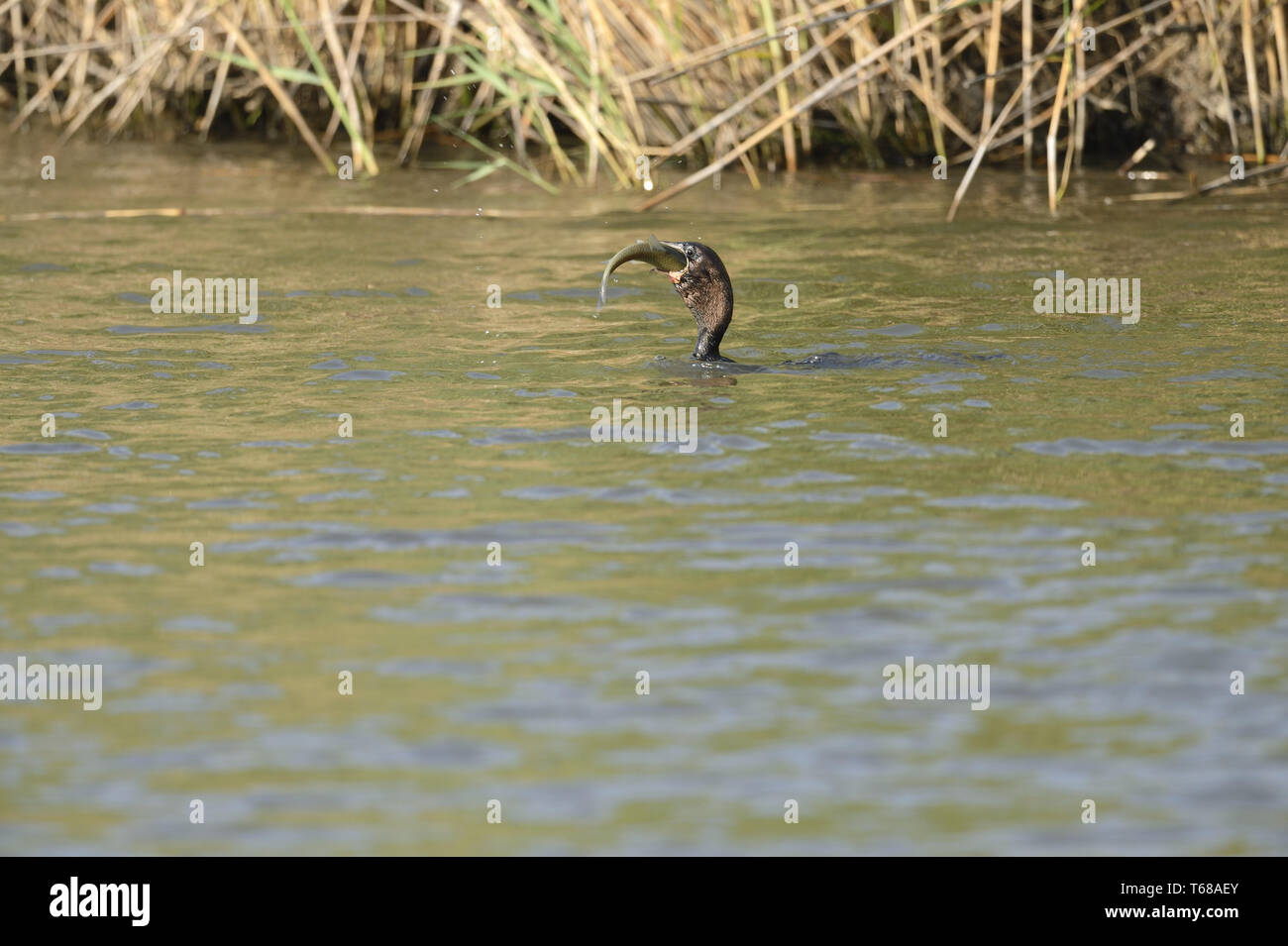 Pygmy Cormorant, Microcarbo pygmaeus Stock Photo - Alamy