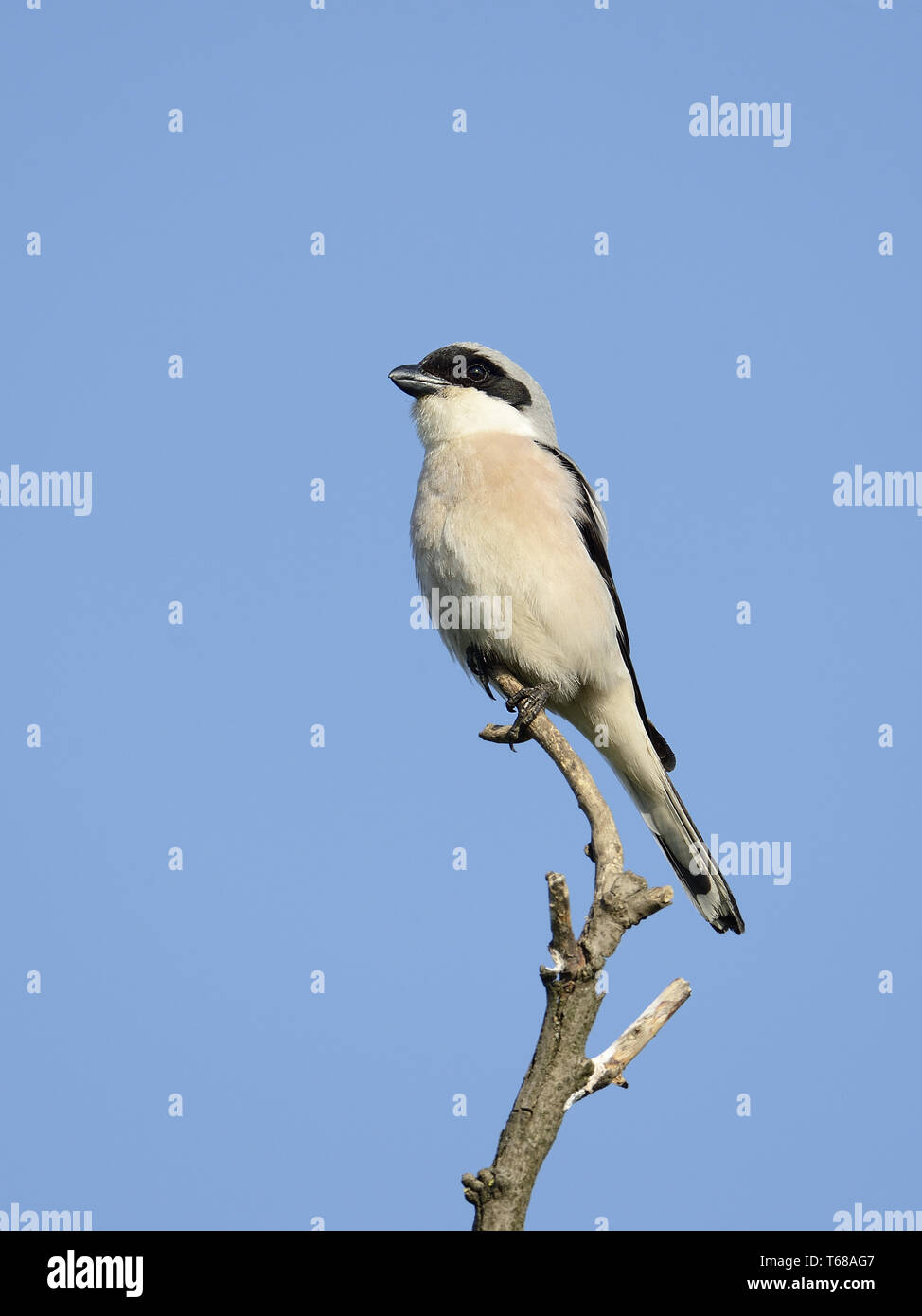 lesser grey shrike, Lanius minor, schwarzstirnwuerger Stock Photo - Alamy