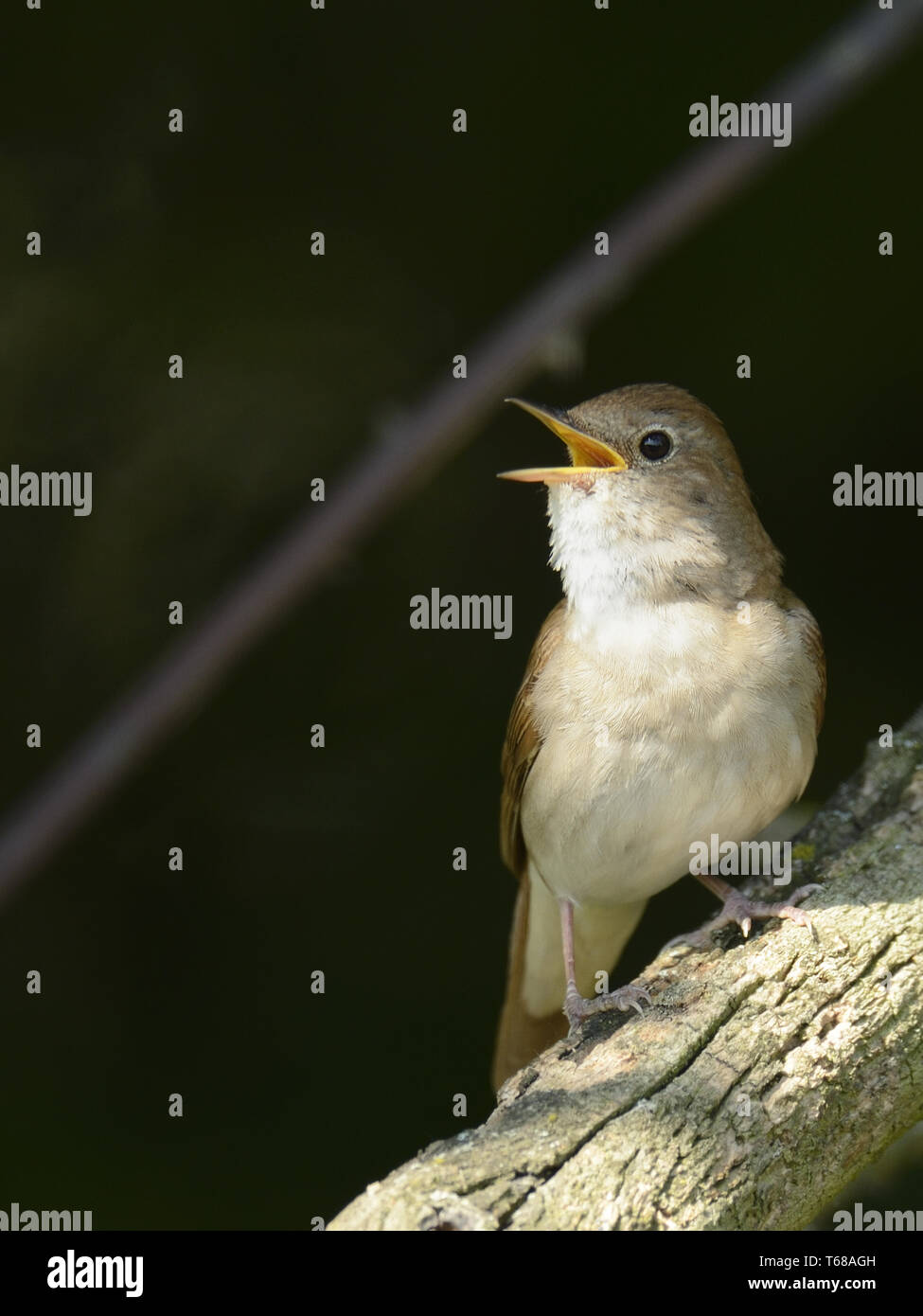 European nightingale, Luscinia megarhynchos Stock Photo - Alamy