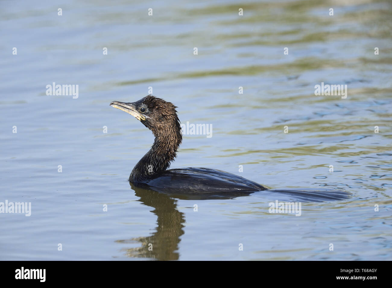 Pygmy Cormorant, Microcarbo pygmaeus Stock Photo - Alamy