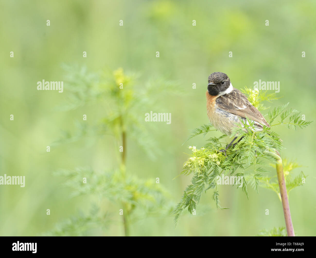Common stonechat, Saxicola torquatus Stock Photo - Alamy