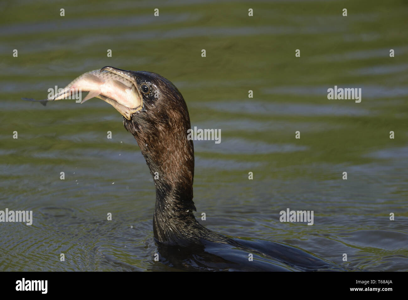 Pygmy Cormorant, Microcarbo pygmaeus Stock Photo - Alamy