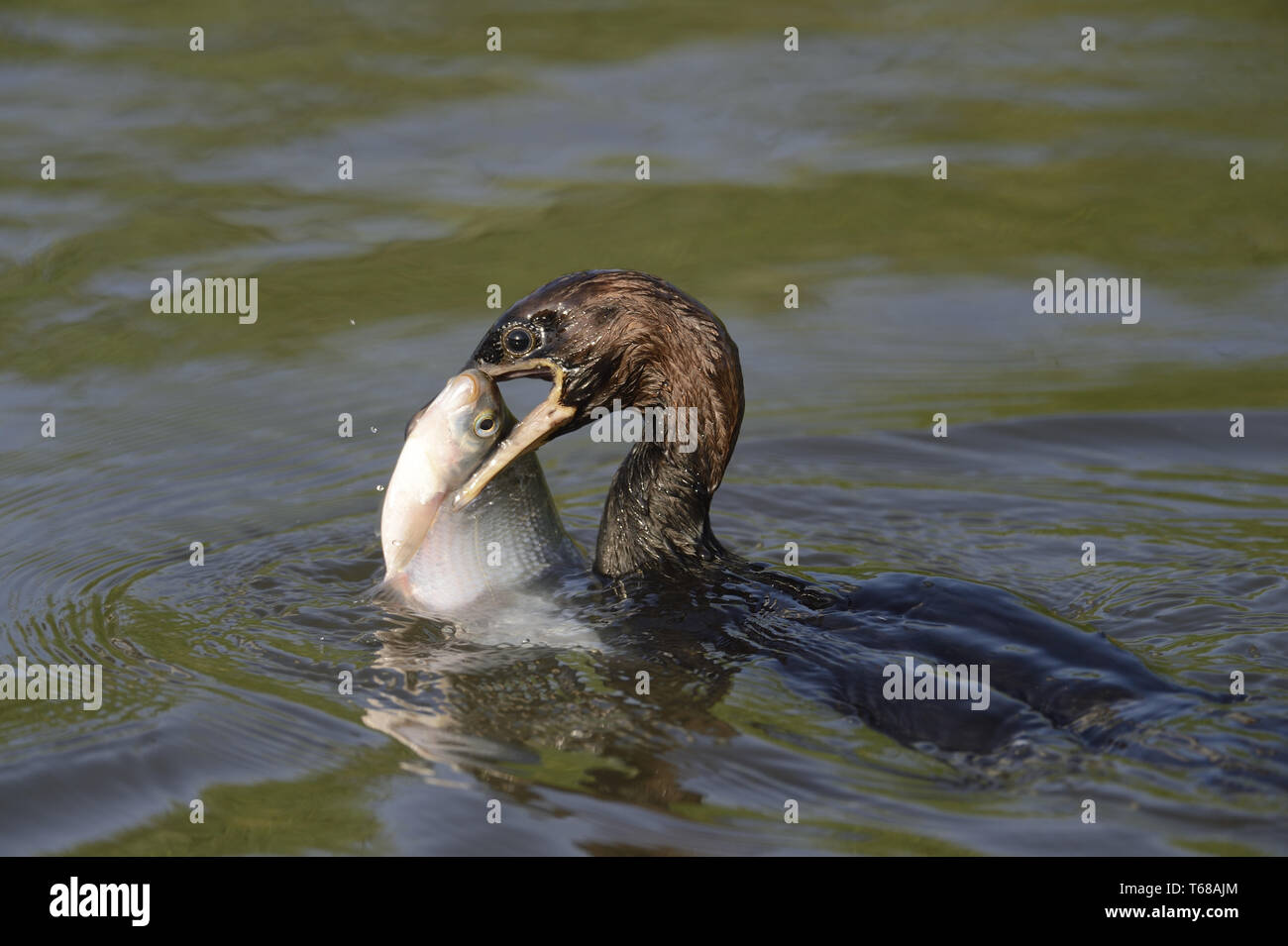 Pygmy Cormorant, Microcarbo pygmaeus Stock Photo - Alamy