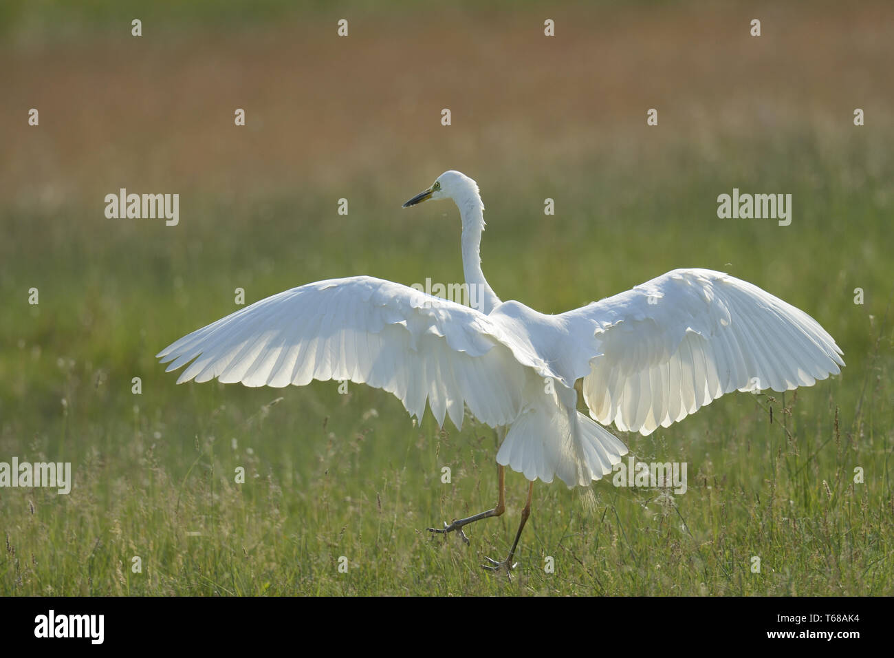 Great egret, Adrea Alba Stock Photo - Alamy