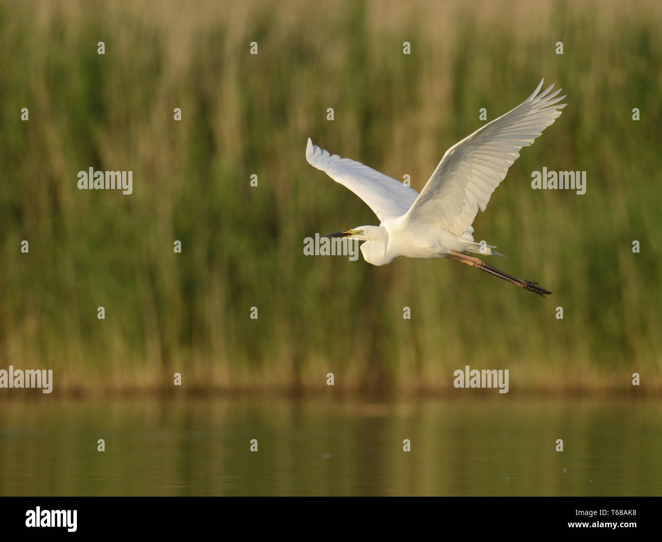 Great egret, Adrea Alba Stock Photo - Alamy