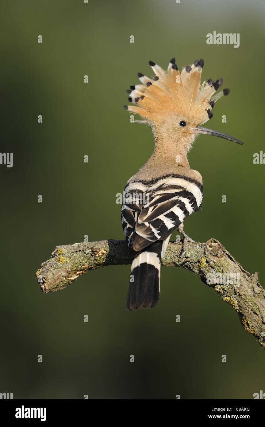 Eurasian hoopoe [Upupa epops] Stock Photo - Alamy