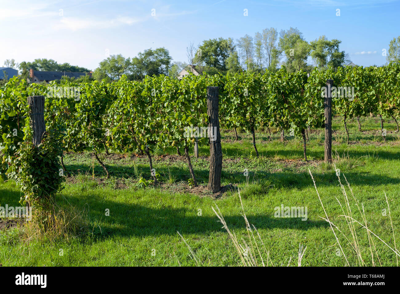 Vineyards under Palava. Czech Republic Stock Photo - Alamy