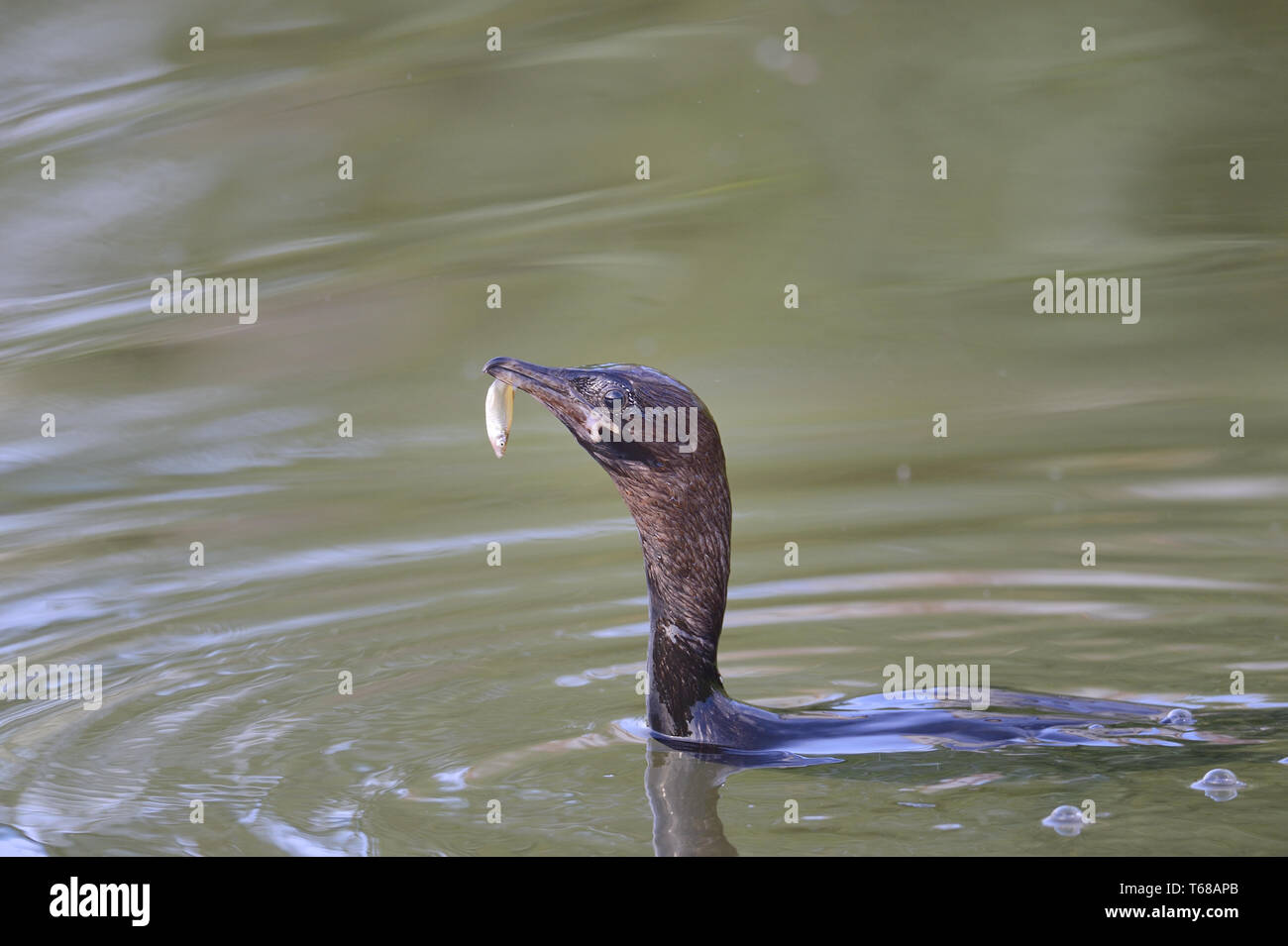 Pygmy Cormorant, Microcarbo pygmaeus Stock Photo - Alamy