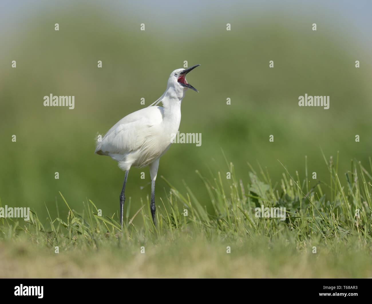 Great egret, Adrea Alba Stock Photo - Alamy