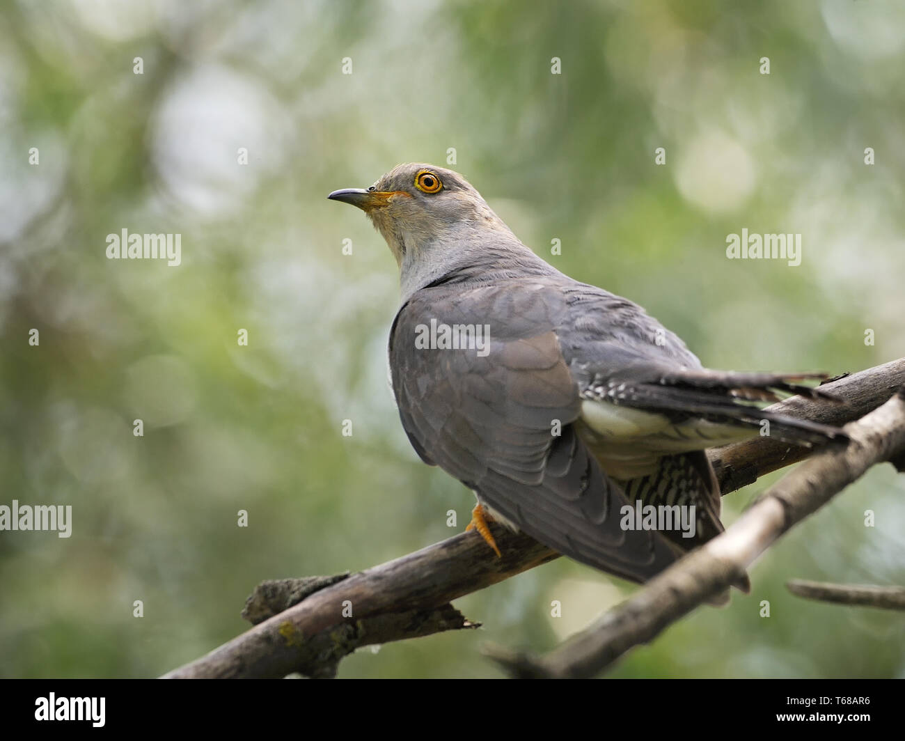 Common Cuckoo, Cuculus canorus, Kuckuck Stock Photo - Alamy