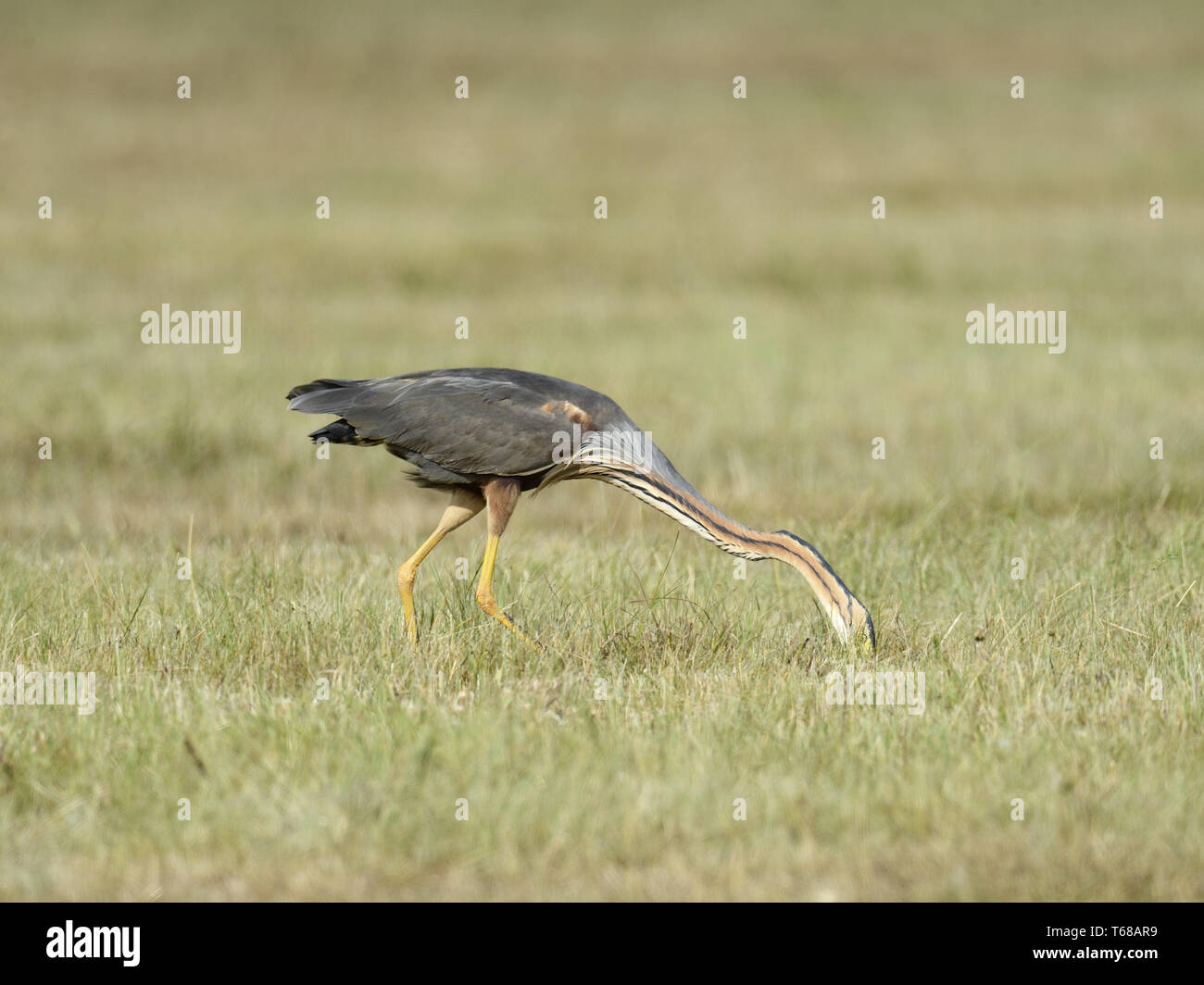 Purple Heron, Ardea purpurea, in hungary, europe Stock Photo - Alamy