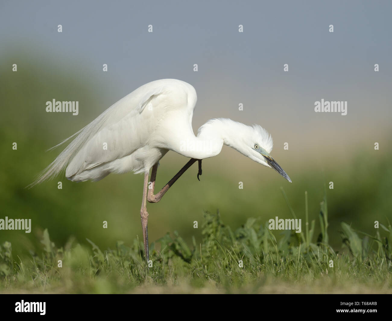 Great egret, Adrea Alba Stock Photo - Alamy