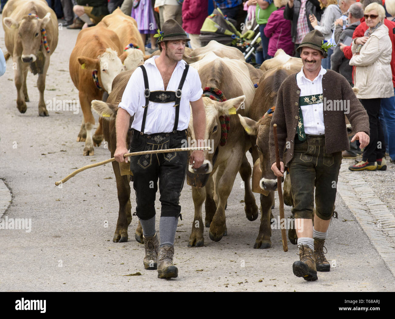 Traditional and annual driving down a herd of cows with shepherds in ...