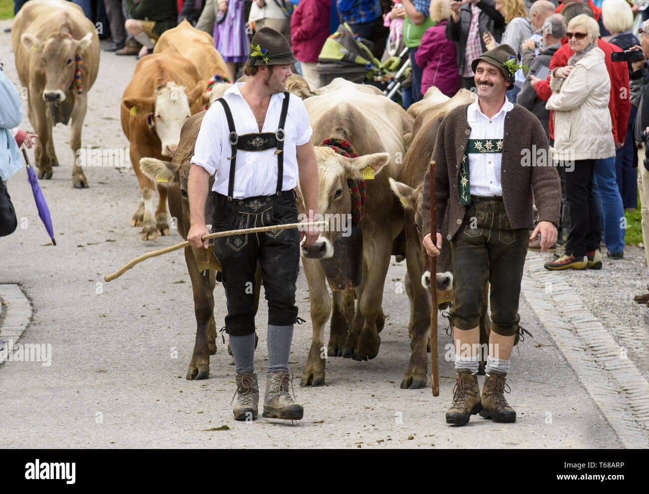 Traditional and annual driving down a herd of cows with shepherds in ...