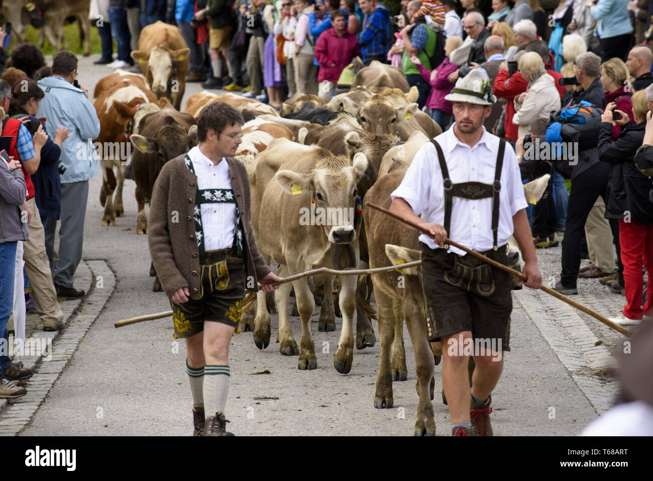 Traditional and annual driving down a herd of cows with shepherds in ...