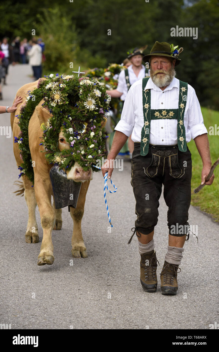 Traditional and annual driving down a herd of cows with shepherds in ...