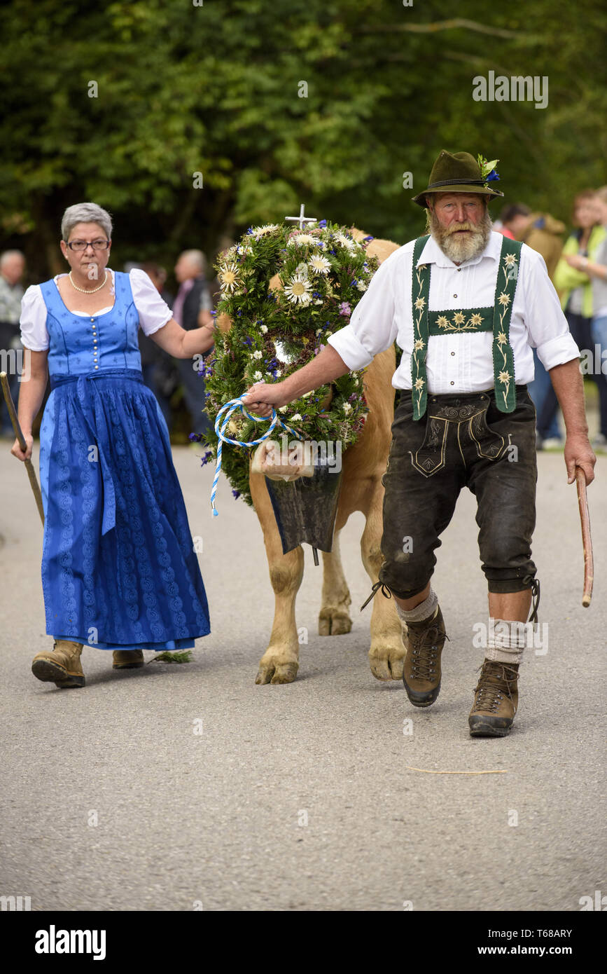 Traditional and annual driving down a herd of cows with shepherds in ...