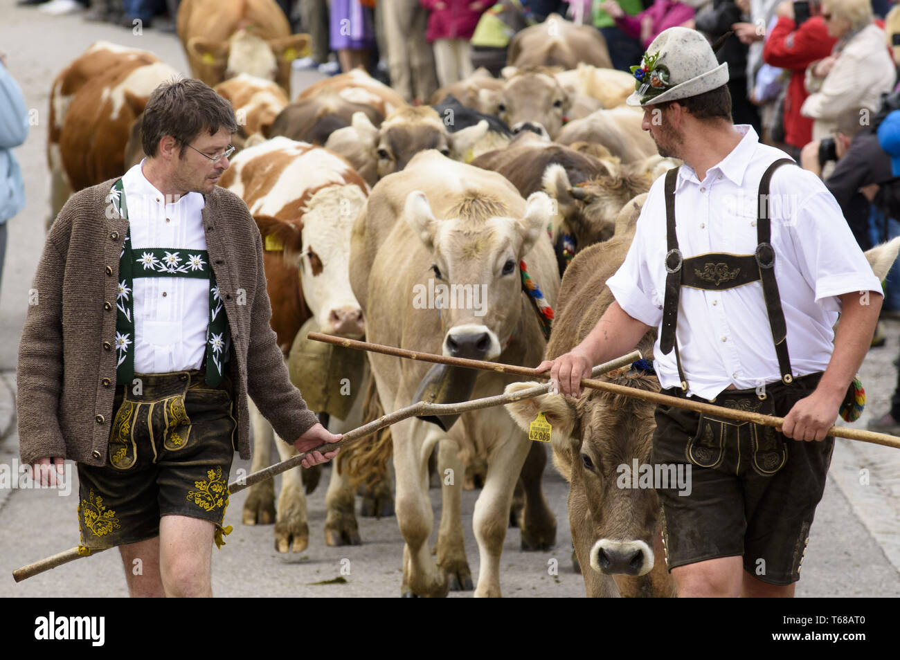 Traditional and annual driving down a herd of cows with shepherds in ...