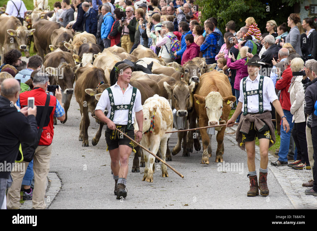 Traditional and annual driving down a herd of cows with shepherds in ...