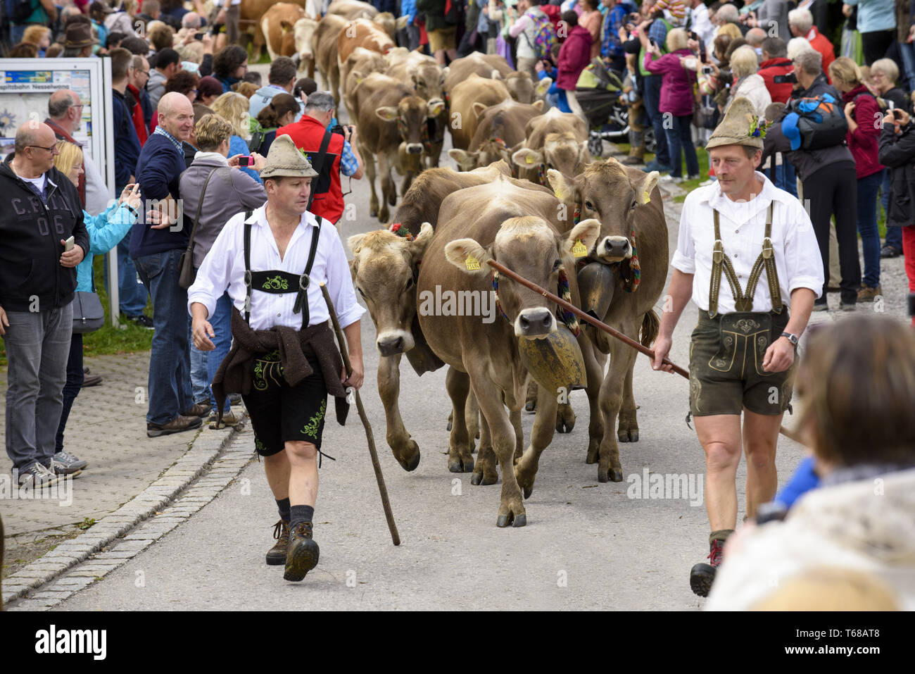 Traditional and annual driving down a herd of cows with shepherds in ...