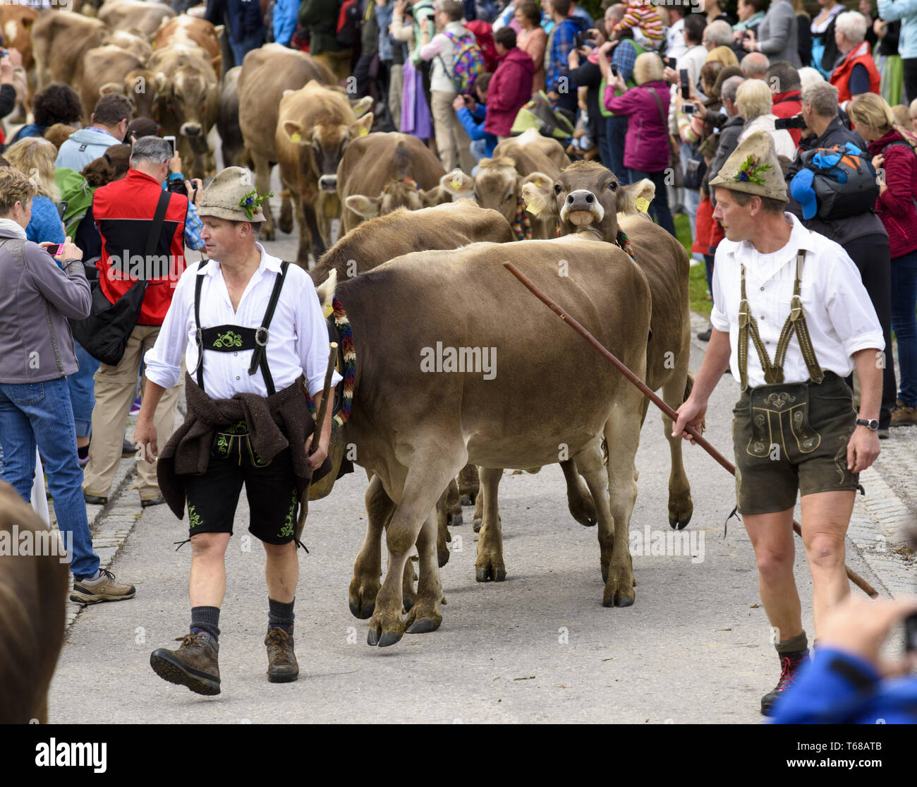 Traditional and annual driving down a herd of cows with shepherds in ...