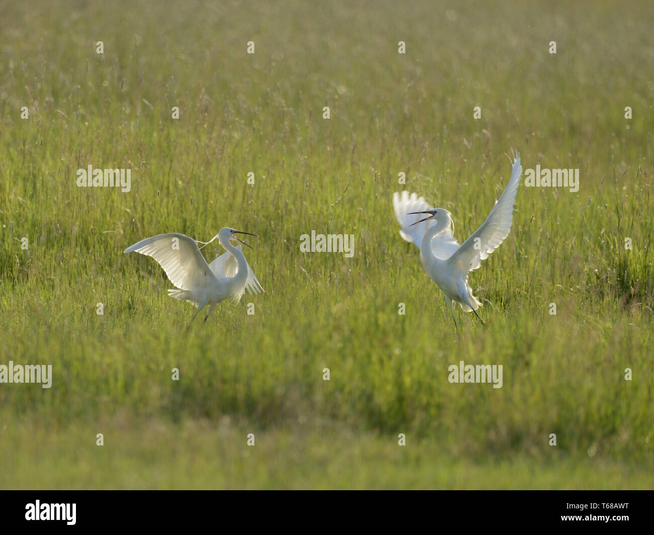Great egret, Adrea Alba Stock Photo - Alamy