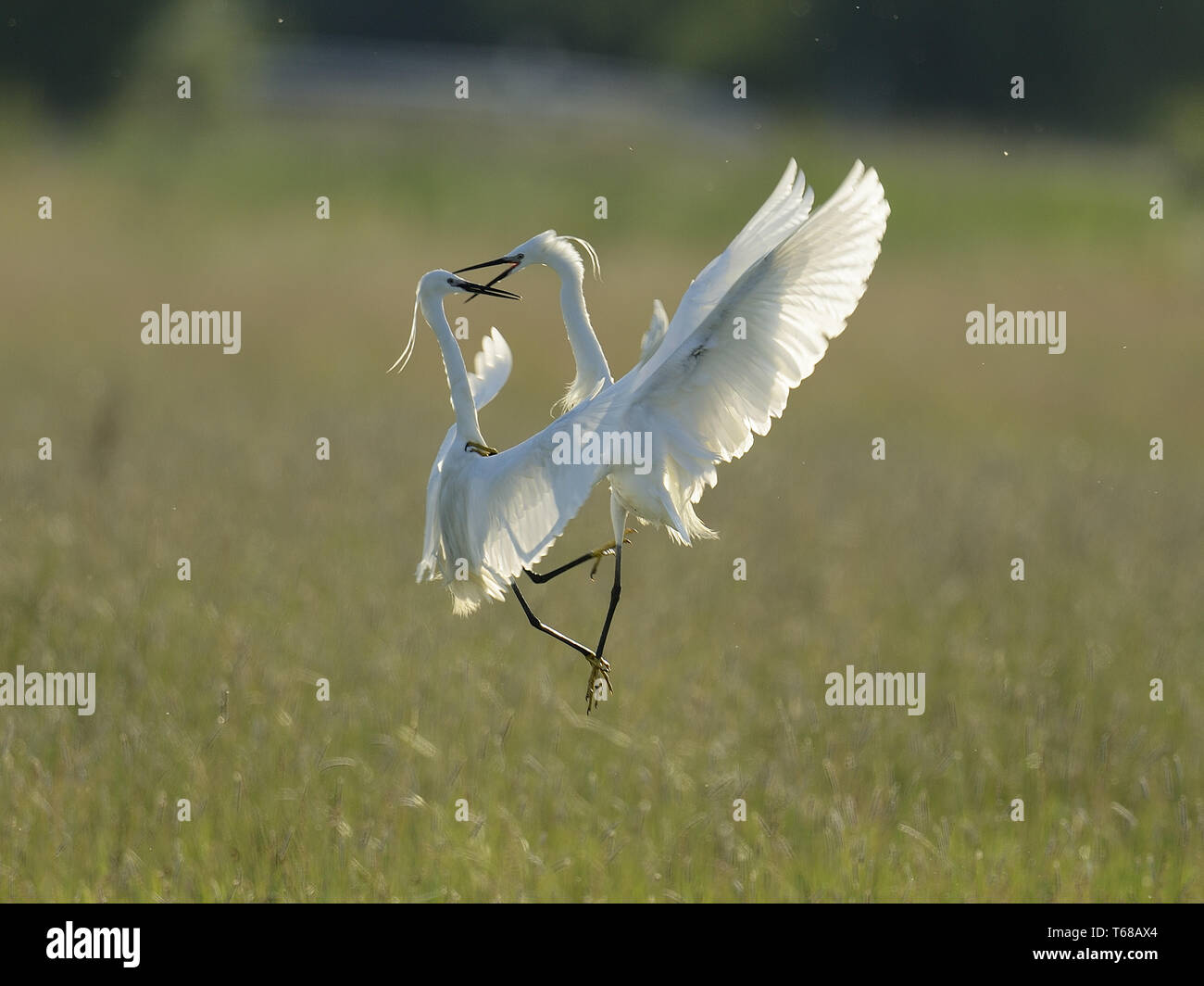 Great egret, Adrea Alba Stock Photo - Alamy