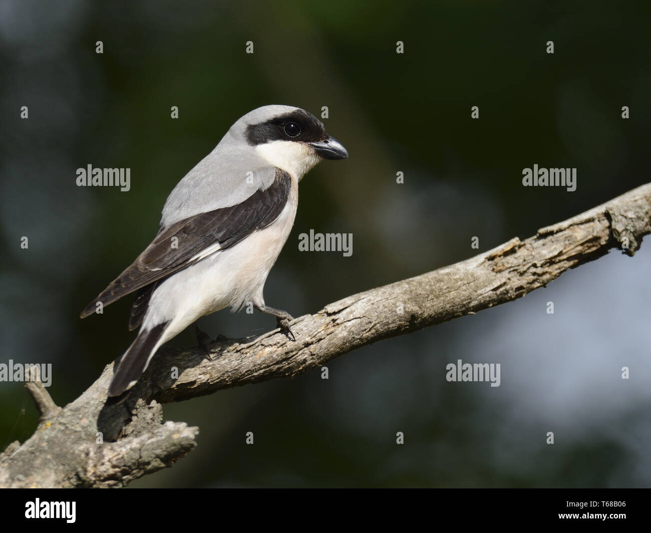 lesser grey shrike, Lanius minor, schwarzstirnwuerger Stock Photo - Alamy