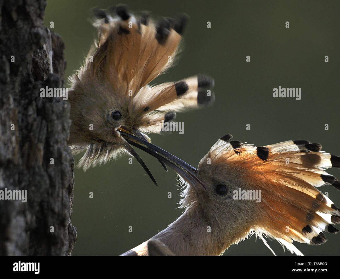 Eurasian hoopoe [Upupa epops] Stock Photo - Alamy