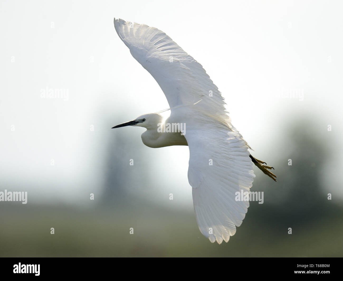 Great egret, Adrea Alba Stock Photo - Alamy
