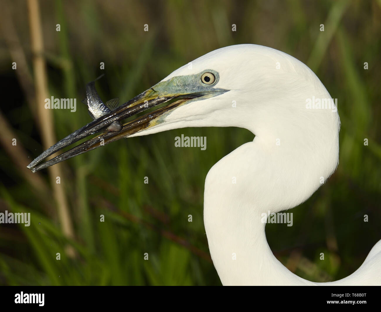 Great egret, Adrea Alba Stock Photo - Alamy