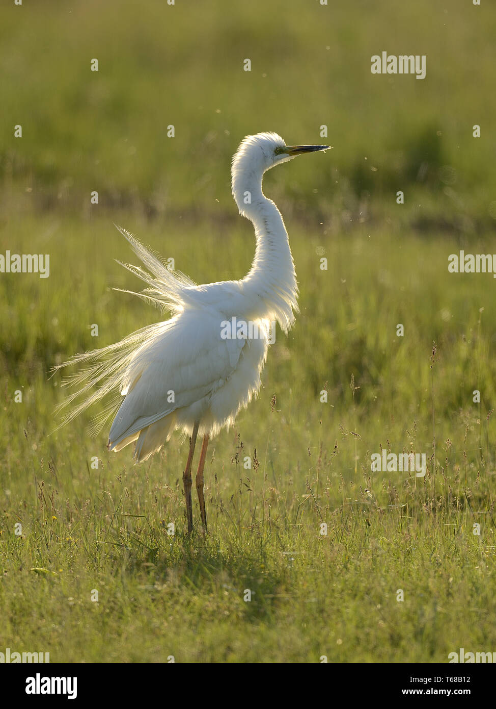 Great egret, Adrea Alba Stock Photo - Alamy