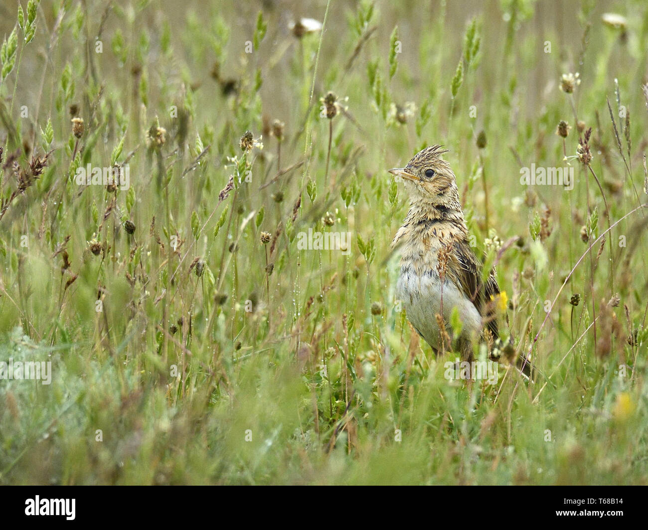 Crested Lark, Galerida cristata, Bulgaria, Europe Stock Photo - Alamy